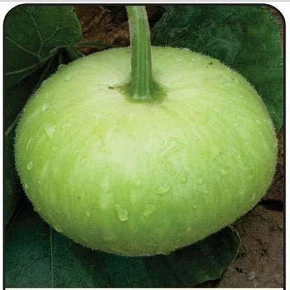KANAYA Bottle Gourd, Round Lauki/Dudhi, Lagenaria Siceraria, Vegetable ...