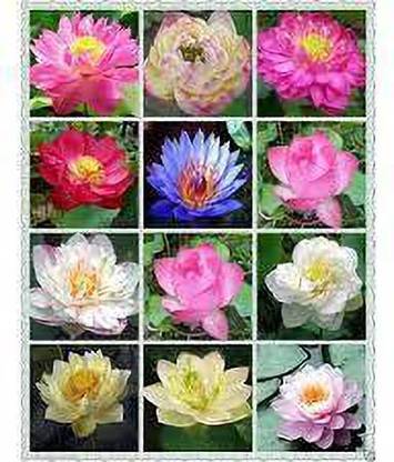 greenfarm Lotus Flower seeds Fragrant Flower Seeds Organic ( 170 seeds ...