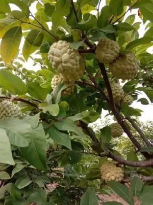 MAA Custard Apple, sitafal, sitaphal Seed Price in India - Buy MAA ...
