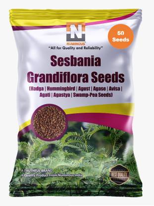 Numinous Sesbania Grandiflora, /Hummingbird Tree, Hadga, Agust, Agase ...