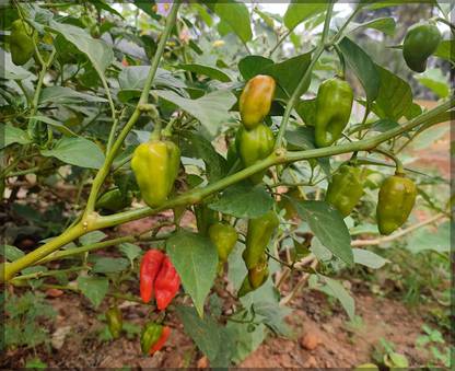 KANAYA Sweet Chilli, Mirch Seed Price in India - Buy KANAYA Sweet ...