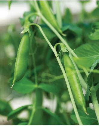 MYLAWN Super Sugar Snap Pea Seed Price in India - Buy MYLAWN Super ...
