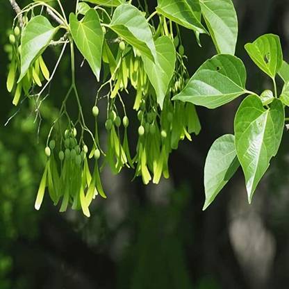 SHOP 360 GARDEN Gyrocarpus americanus / Helicopter Tree / Propeller ...