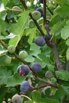 CARIBBEAN PREMIUM HYBRID FIG ANJEER Seed Price in India - Buy CARIBBEAN ...