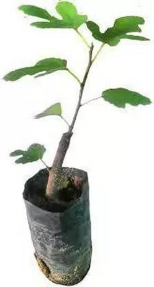 MAA Fig, Anjeer Seed Price in India - Buy MAA Fig, Anjeer Seed online ...