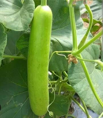 Khetibari locky Seed Price in India - Buy Khetibari locky Seed online ...