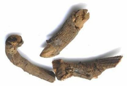 Urancia Natural Rakta chitraka Lal chitra Raktachitraka Plumbago rosea ...