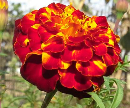 Organic Galaxy Fresh Genda Flower Hybrid Quality Seed Price in India ...