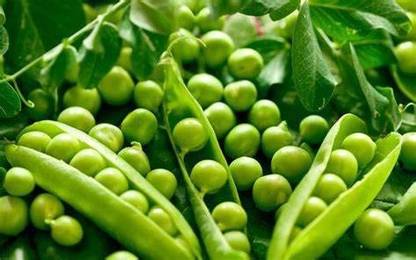 KANAYA Peas(Matar) Seed Price in India - Buy KANAYA Peas(Matar) Seed ...