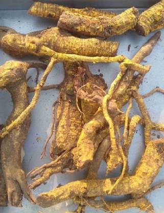 Pioneer Natural Ponkoranti பொங்கொரந்தி, Saptarangi, Ekanayake, Salacia ...