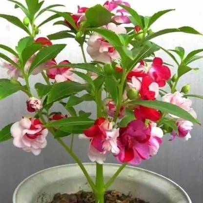 wequality Hybrid balsam/bulsam/dopati mix color variety flower seeds ...