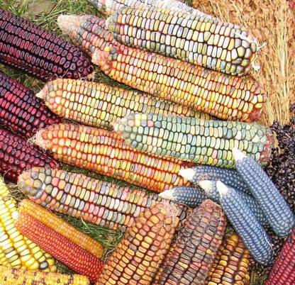 VibeX ® RXI-622 Rainbow Indian Maize Corn Seed Price in India - Buy ...