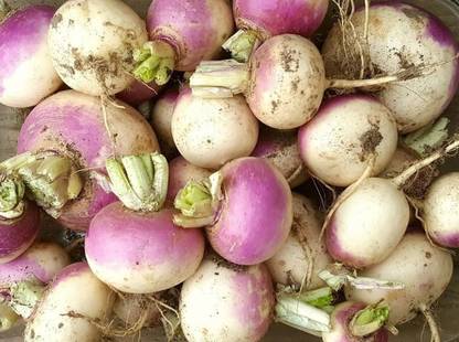 MYLAWN Turnip Shalgam White Purple Seed Price in India - Buy MYLAWN ...