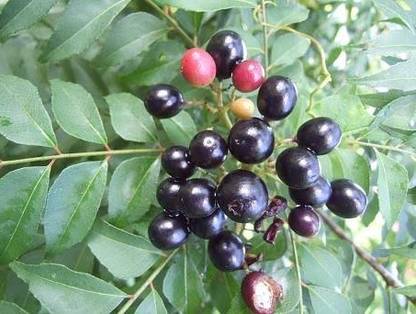 Nirmal kari patta, meethi neem Seed Price in India - Buy Nirmal kari ...