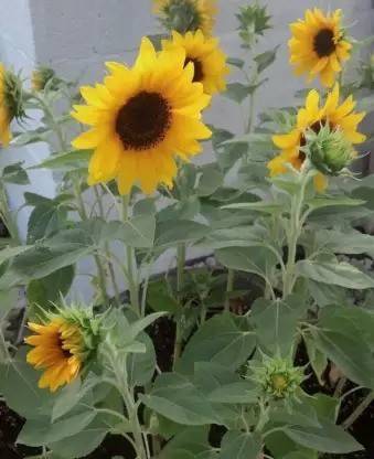 Aro Miniature sun flower Seed Price in India - Buy Aro Miniature sun ...