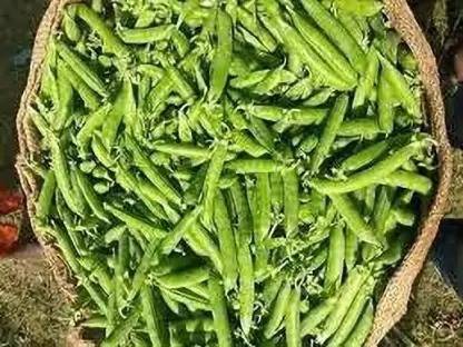 MAA Pea, Green Peas, Matar Seed Price in India - Buy MAA Pea, Green ...