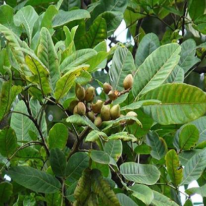 Kapebonavista Kapebonavista Ceylon oak Schleichera oleosa Kusum plant ...