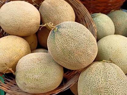 Corofitam Muskmelon (Kharbuja) Fruit Seeds For Home Gardening Seed ...