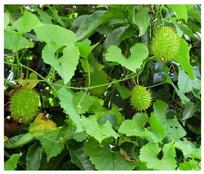 Recron Seeds Kantola (Spiny Gourd ) Vegetable Seed Price in India - Buy ...