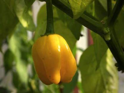 CYBEXIS Hybrid Yellow Skinned Manzano Chilli Pepper1200 Seeds Seed ...