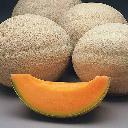 Chalisa Muskmelon, Kharbuja Seed Price in India - Buy Chalisa Muskmelon ...