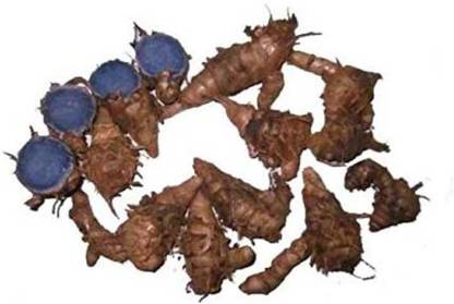 Seedbazaar Black Turmeric, Kali Haldi, Nalla Pasupu, Kari Manjal ...