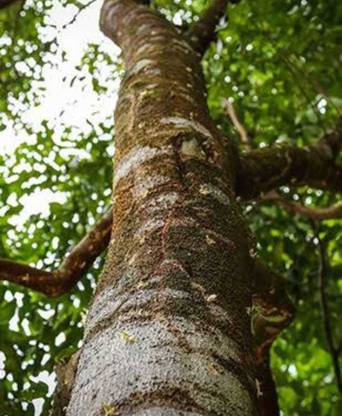 plantsworld Aquilaria, Gaharuwood, Gaharu Wood, Gaharu Tree Seed Price ...