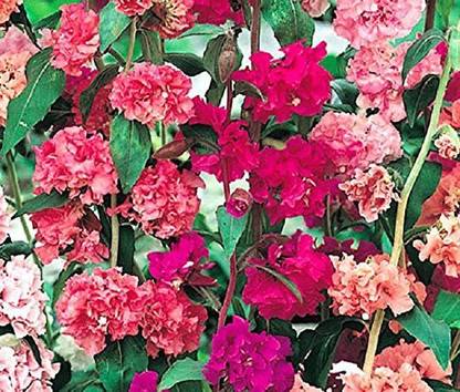 CYBEXIS Clarkia Elegans Double Mixed Flower Seeds Seed Price in India ...