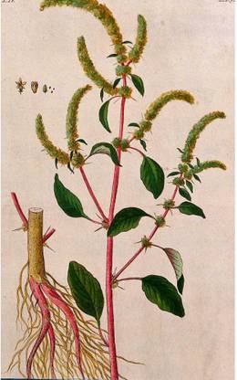 WILLVINE XLL-643 Amaranth Vegetable Seeds - Chawali Bhaji Seed Price in ...