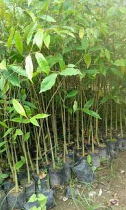 plantsworld Oodhy, Agar Wood, Agara, Agar Tree Seed Price in India ...