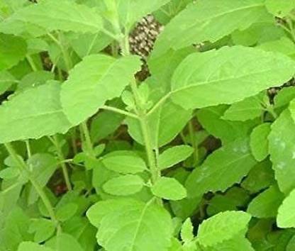 MAA Holy Basil, Tulsi, Tulasi Seed Price in India - Buy MAA Holy Basil ...