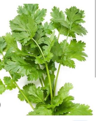 HYBRID daniya Seed Price in India - Buy HYBRID daniya Seed online at ...