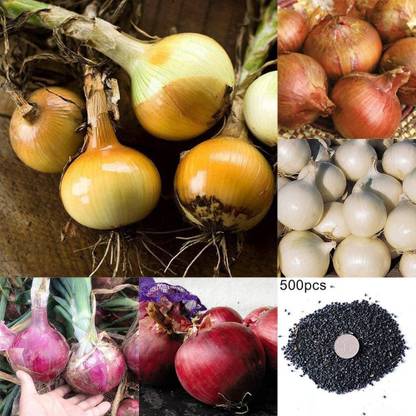 CYBEXIS F1 Hybrid Purple Onion Seeds-500 Seeds Seed Price in India ...