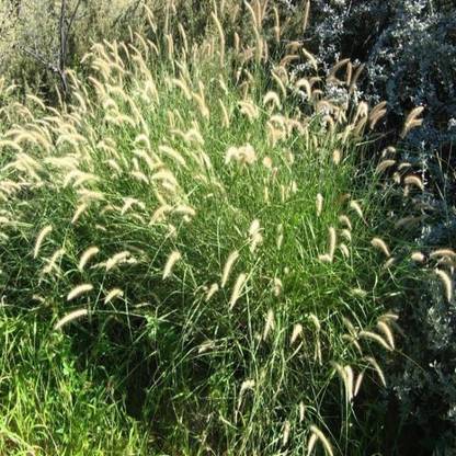 SHOP 360 GARDEN Cenchrus ciliaris / Buffel-grass / Dhaman grass / Anjan ...