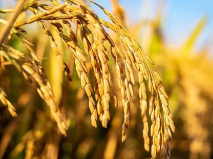 Sakshi Farms Pusa Basmati Paddy 1692, Rice Seeds for Sowing, Farming ...