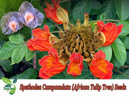 EasySeeds Spathodea, African tulip tree, Fountain tree, Ornamental tree ...