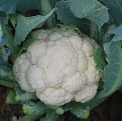 Mozette Cauli flower Vegetable Seed Price in India - Buy Mozette Cauli ...