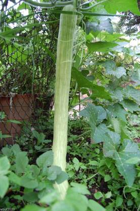 VibeX ® VLR-203 Climbing Zucchini, Trombocino, Zucchetta Seed Price in ...