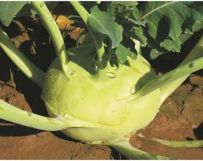 KANAYA Knol Khol (kohlrabi) F1 hybrid Seed Price in India - Buy KANAYA ...