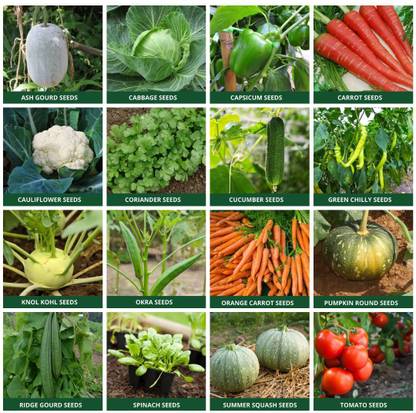 CYBEXIS Monsoon season 3000+ Vegetable Combo 16 Varieties Seed Price in ...