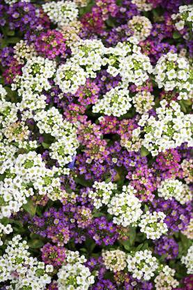 VINGTON Bright Alyssum Flower Mix Seed Price in India - Buy VINGTON ...