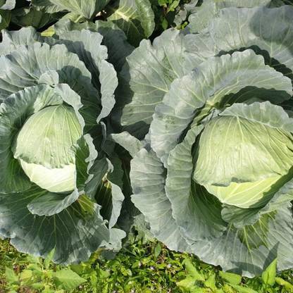 MYLAWN Cabbage round green (बंधा गोभी के बीज) Seed Price in India - Buy ...