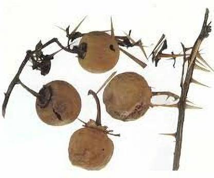 Urancia Krantika Kateri Simhika Bhatkatiya Kantakari Pedda Mulaka Dry ...