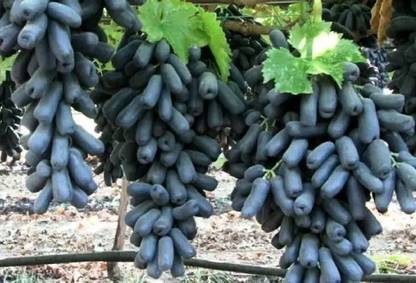 Aro Grapes Fruit, Black Grapes Seed Price in India - Buy Aro Grapes ...