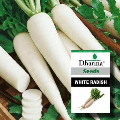 Dharma White Radish, Muli Seed Price in India - Buy Dharma White Radish ...