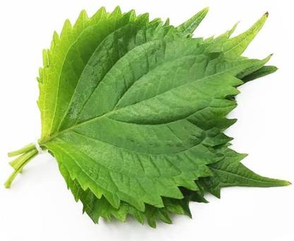 VibeX ® LXI-10 Japanese Ohba Ao Shiso(Perilla) Seed Price in India ...