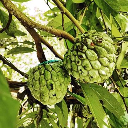 MAA Custard Apple, sitafal, sitaphal Seed Price in India - Buy MAA ...