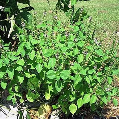 MAA Holy Basil, Tulsi, Tulasi Seed Price in India - Buy MAA Holy Basil ...