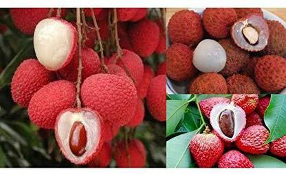 JRYU Litchi Seeds For Home Garden Seed Price in India - Buy JRYU Litchi ...