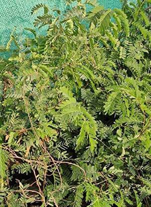 KANAYA Meethi Imli ( Tamarind) Seed Price in India - Buy KANAYA Meethi ...